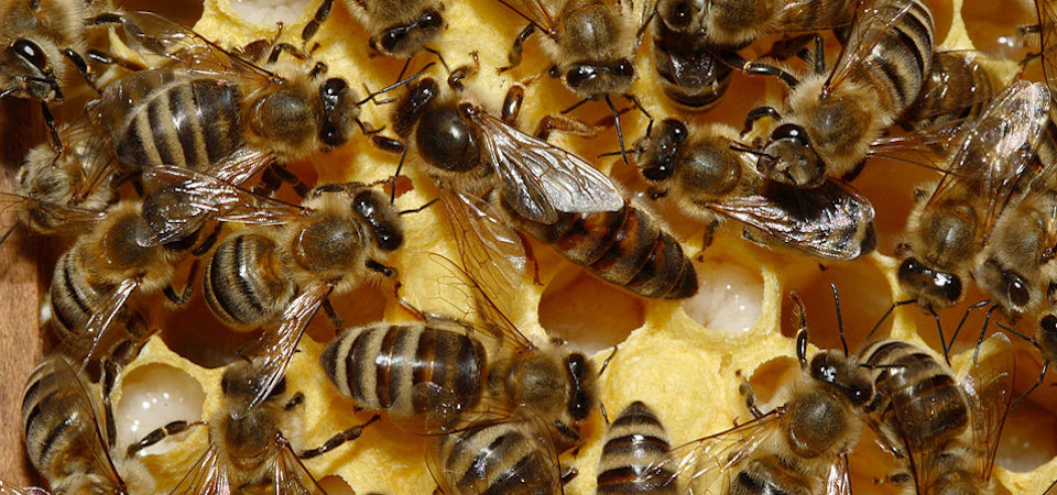 Alamance County Beekeepers