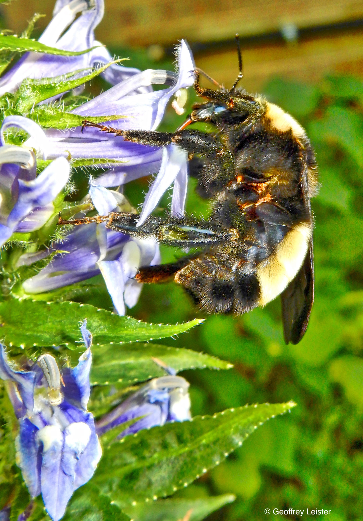 NC State Guide to Native Bees – Alamance County Beekeepers