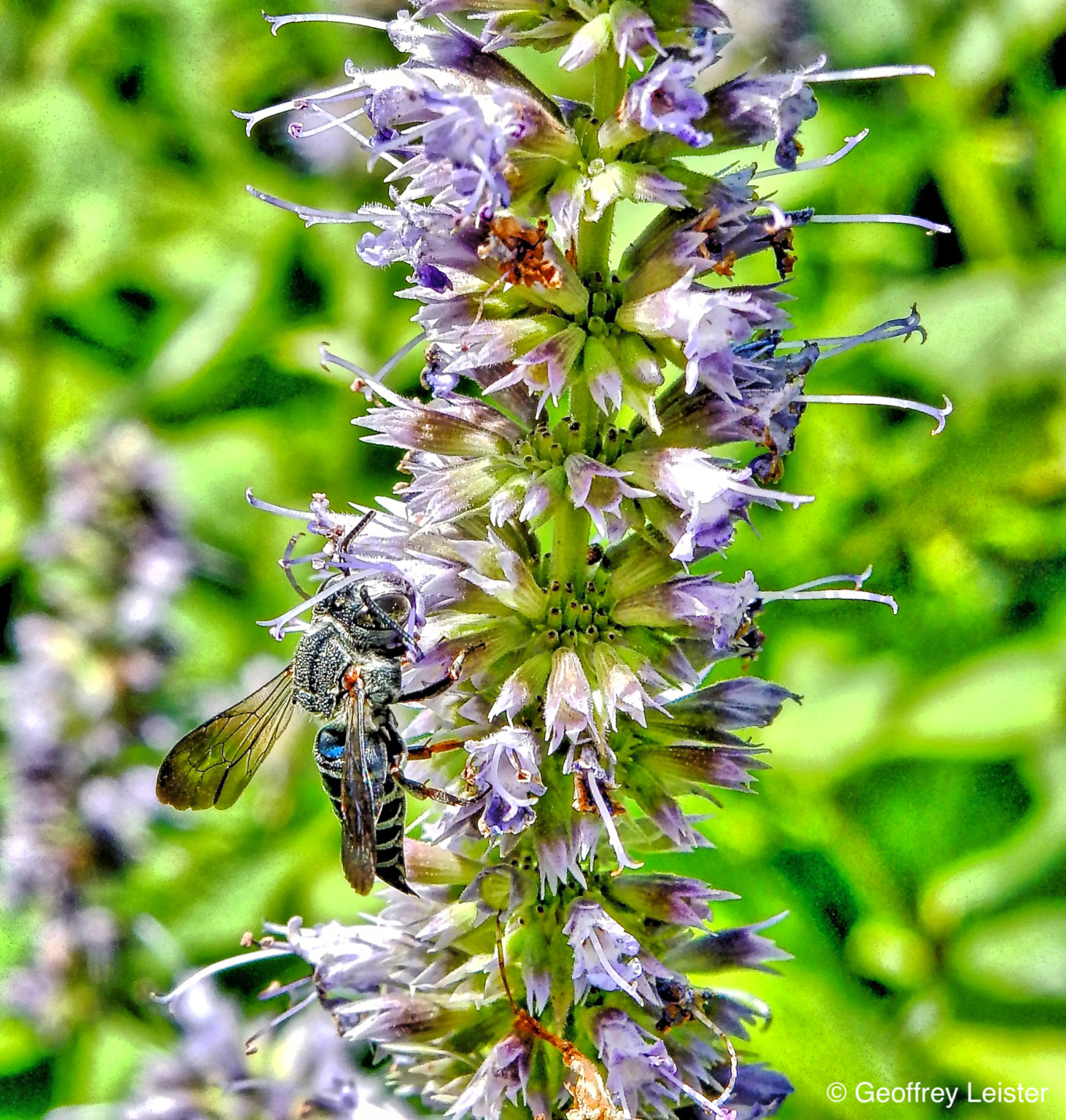 NC State Guide to Native Bees – Alamance County Beekeepers